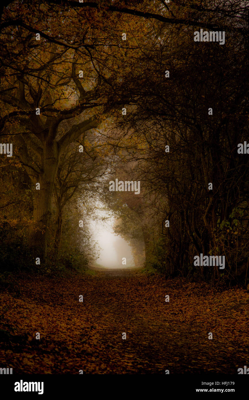 The fog in the Kent countryside around Cobham in Kent shows beautiful ...