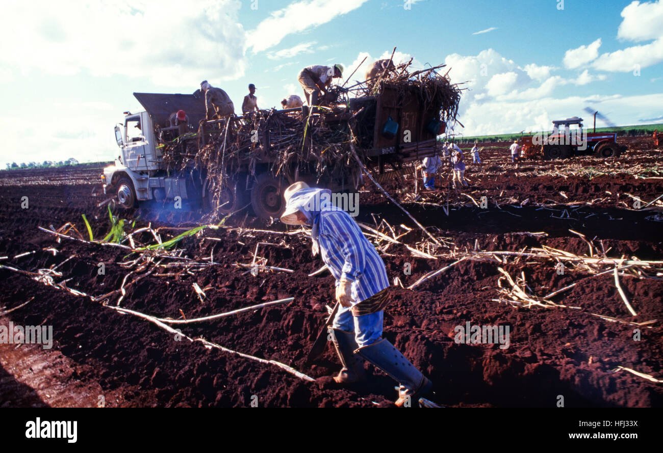 Sugar cane planting in Brazil. Field workers chop stalks of cane ...