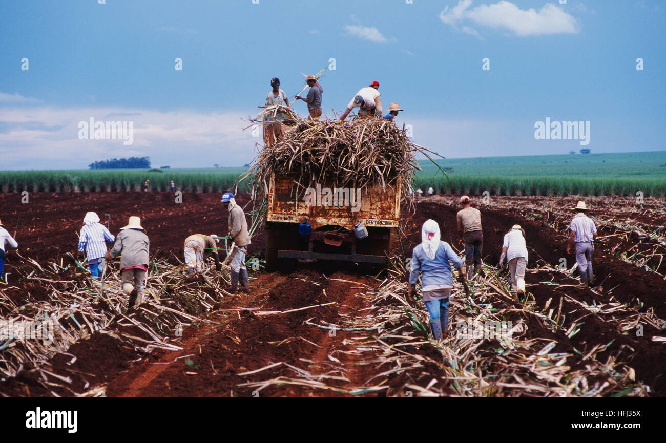 Sugar cane planting in Brazil. Field workers chop stalks of cane ...