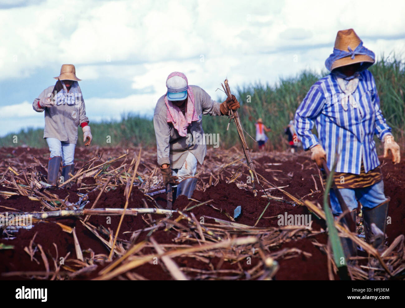 Sugar Cane Field Workers High Resolution Stock Photography and Images ...
