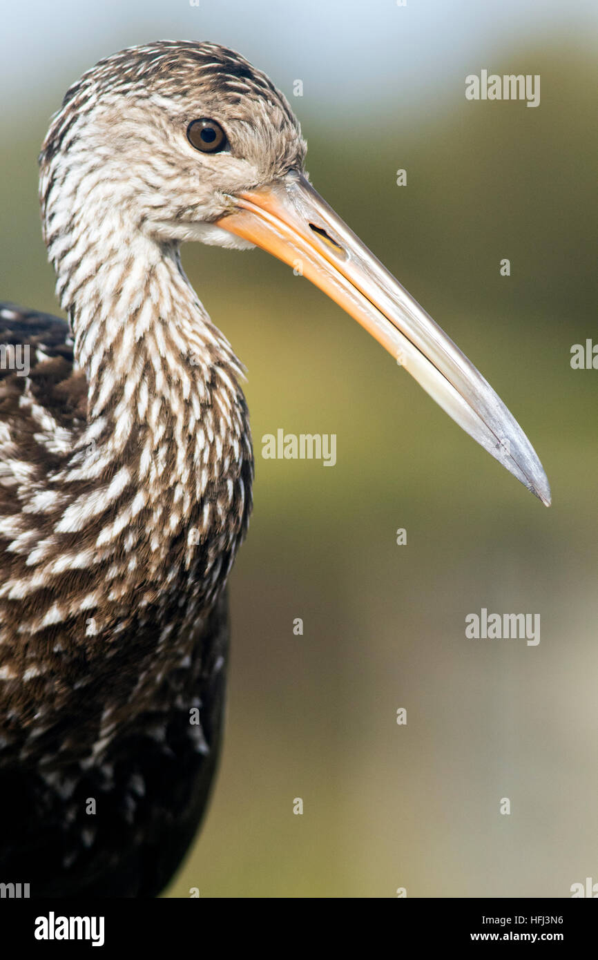 Limpkin - Green Cay Wetlands - Boynton Beach, Florida USA Stock Photo ...
