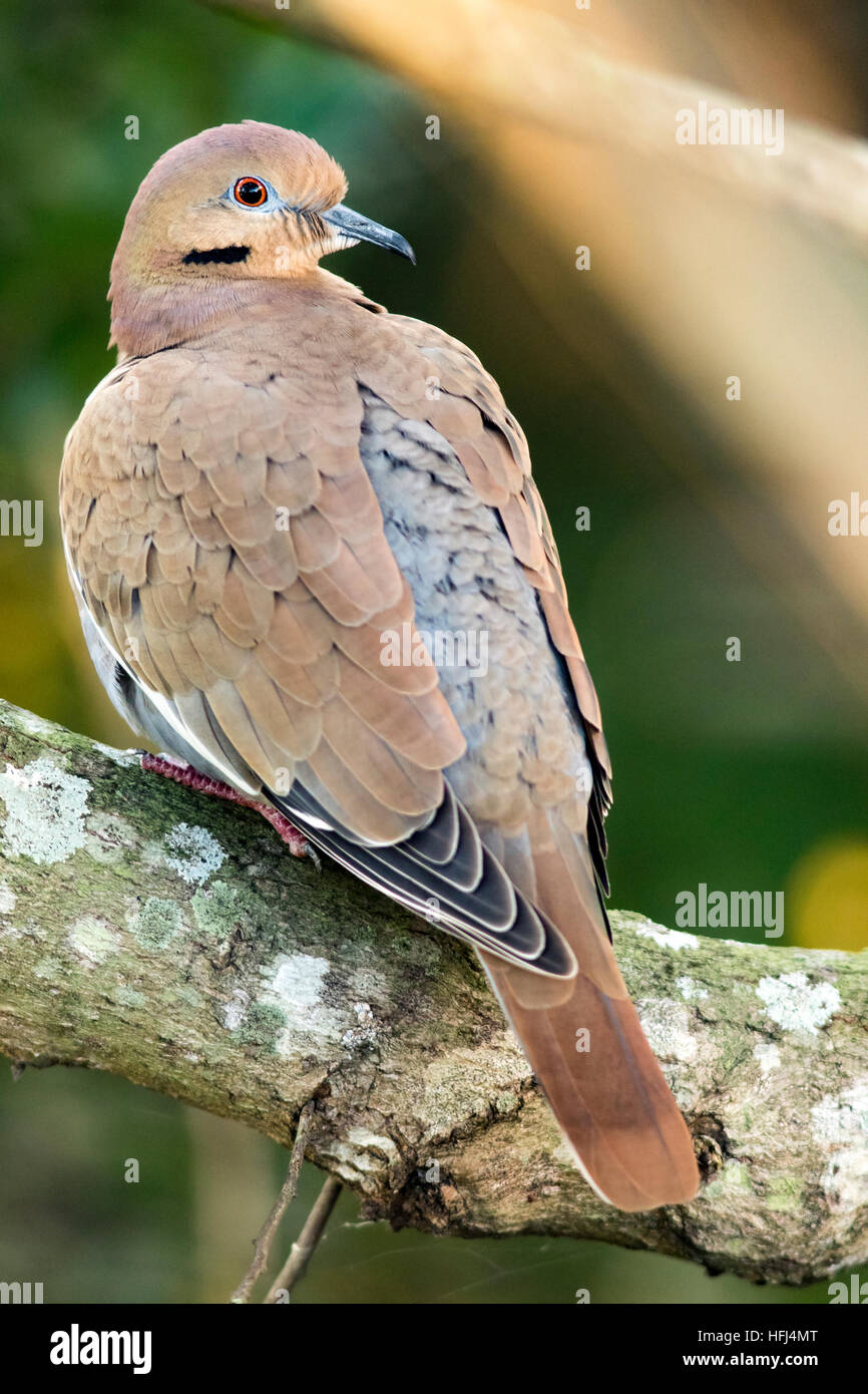 White winged dove hi-res stock photography and images - Alamy