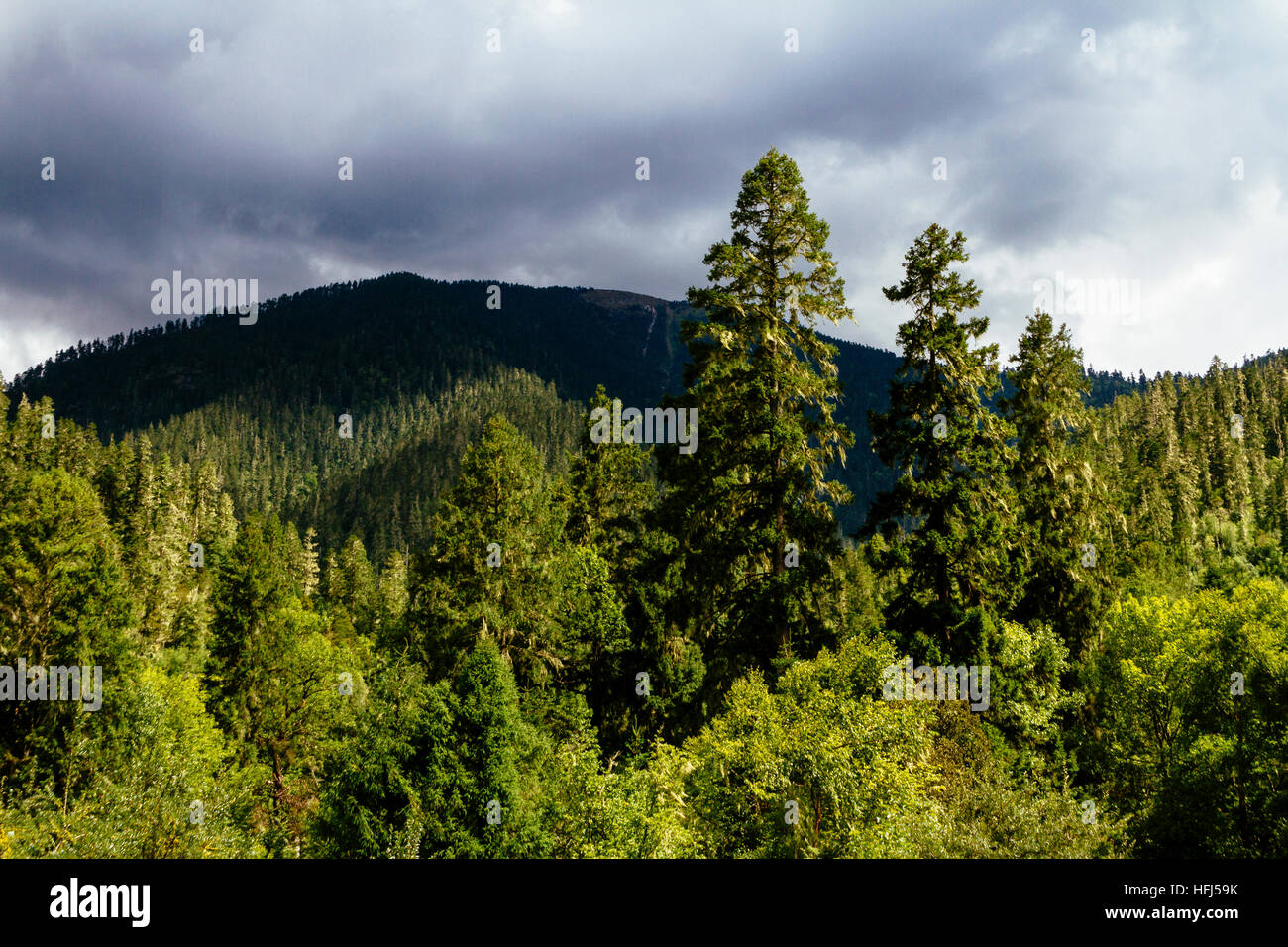 The beautiful view of the forest in Tibet Stock Photo - Alamy