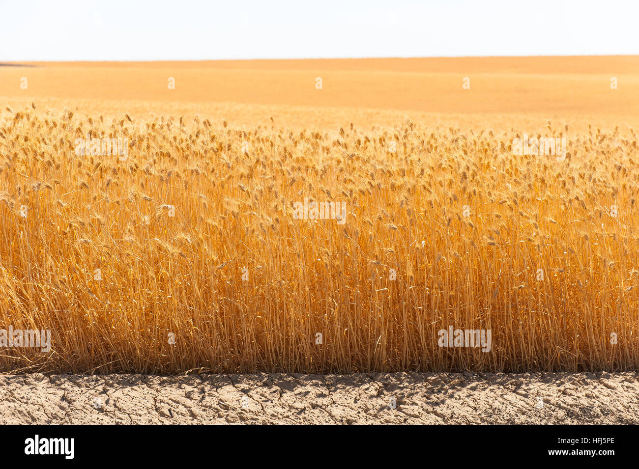 Wheat harvest in Eastern Washington state. Fields of golden grain are ...