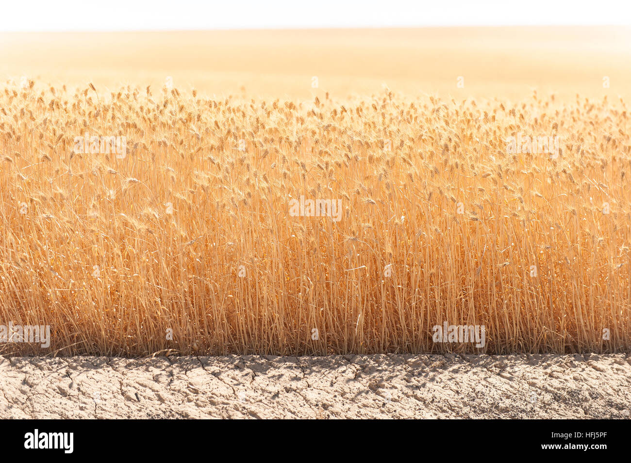Wheat harvest in Eastern Washington state. Fields of golden grain are ...