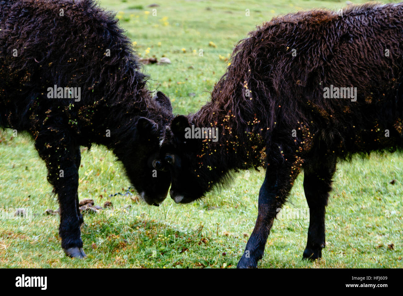 Wild yak tibet hi-res stock photography and images - Alamy