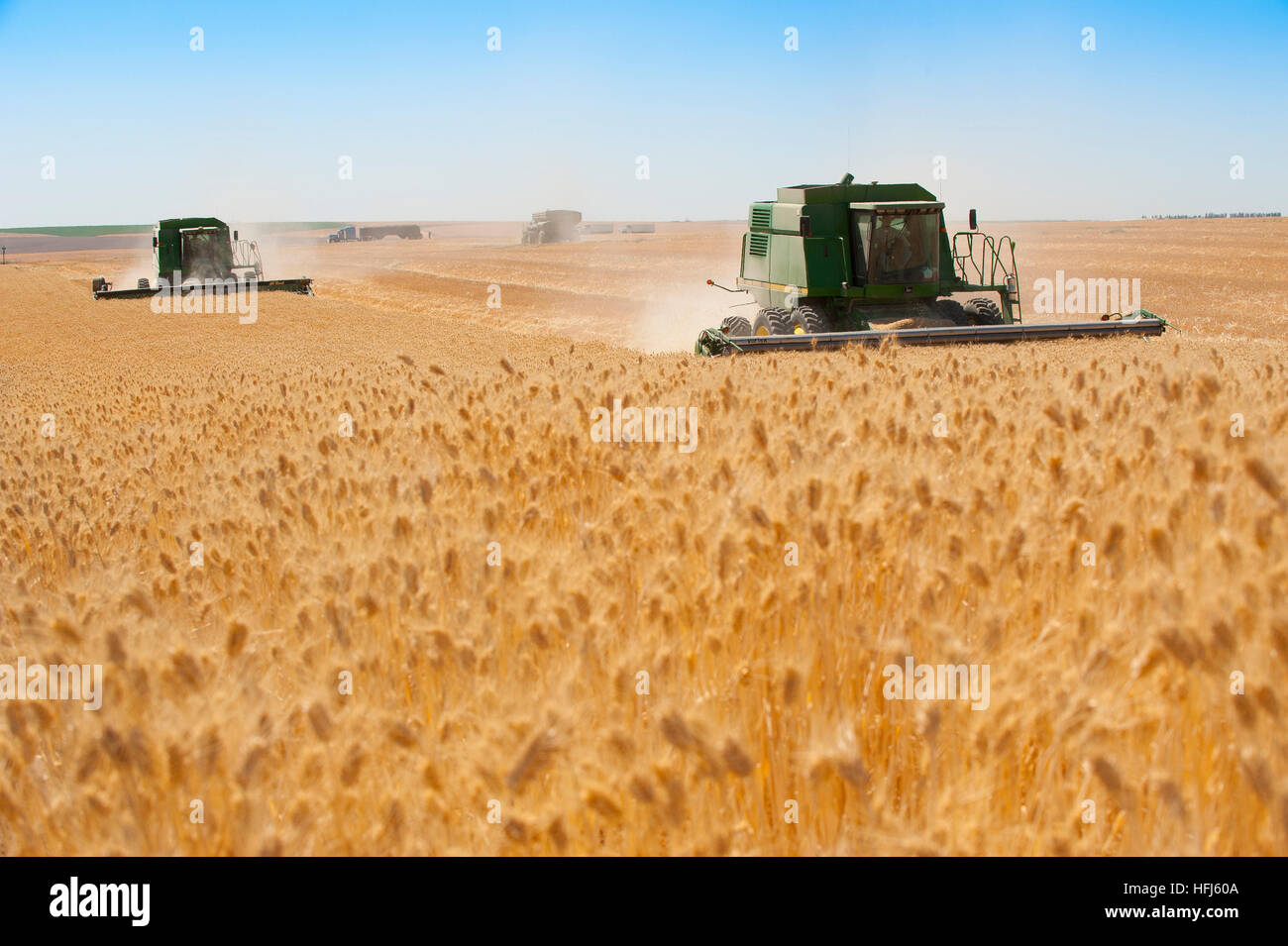 Wheat harvest in Eastern Washington state. Fields of golden grain are ...