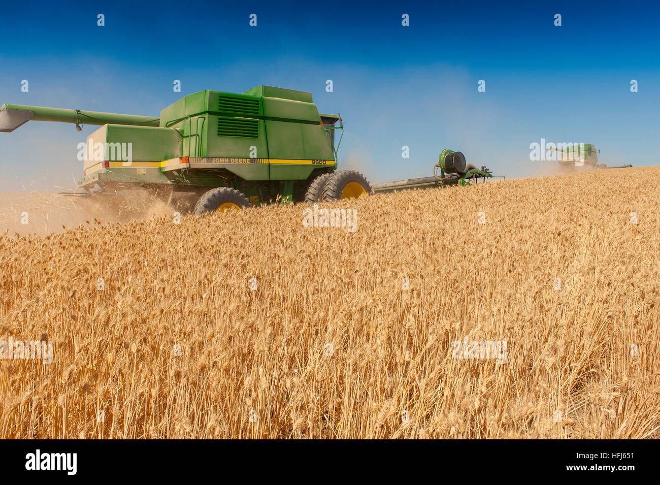 Wheat harvest in Eastern Washington state. Fields of golden grain are ...