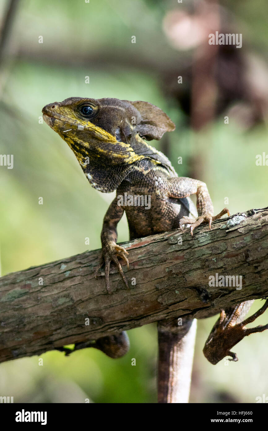 Lizards florida hi-res stock photography and images - Alamy