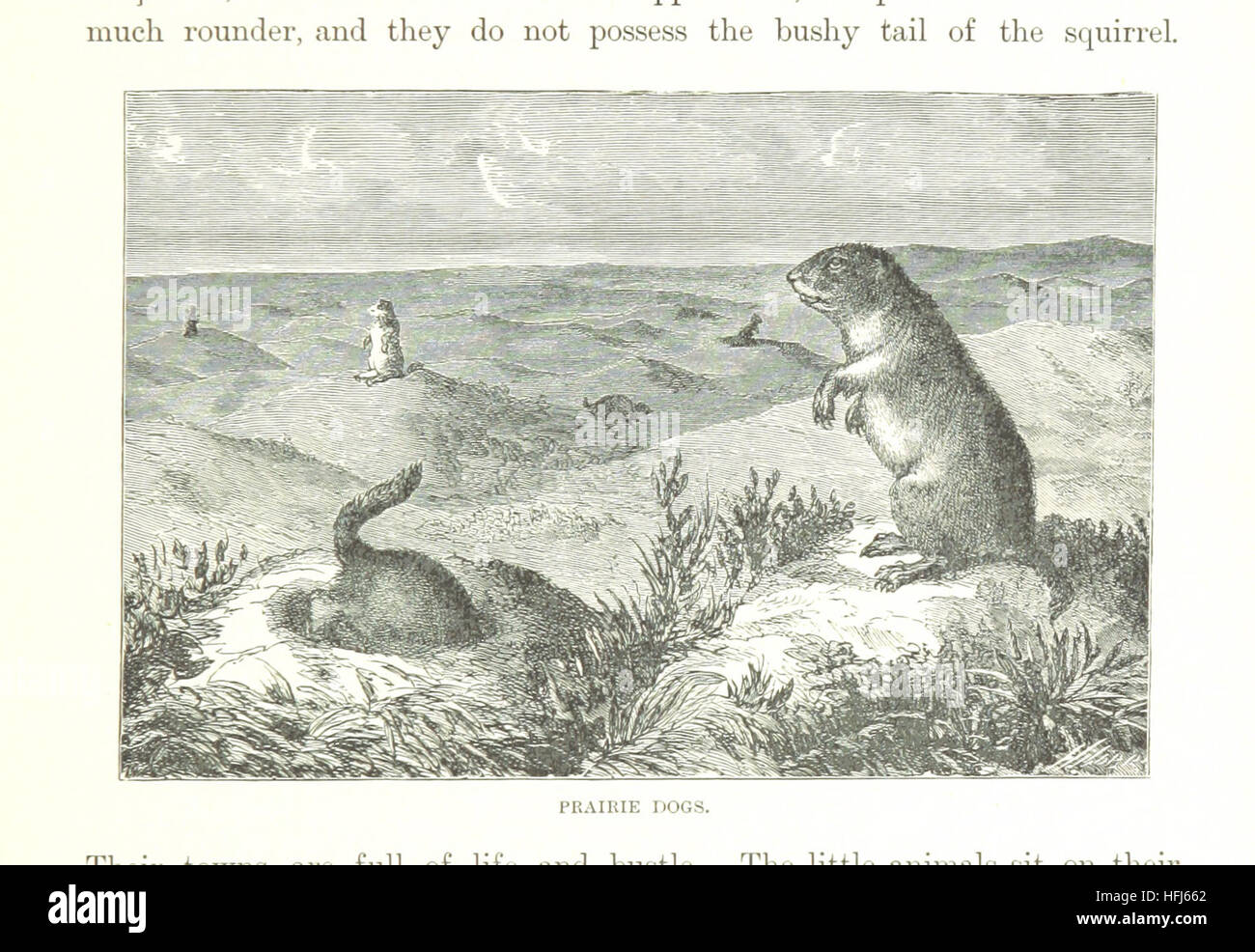A page from 'Wonderland, or Curiosities of Nature and Art,' showcasing ...