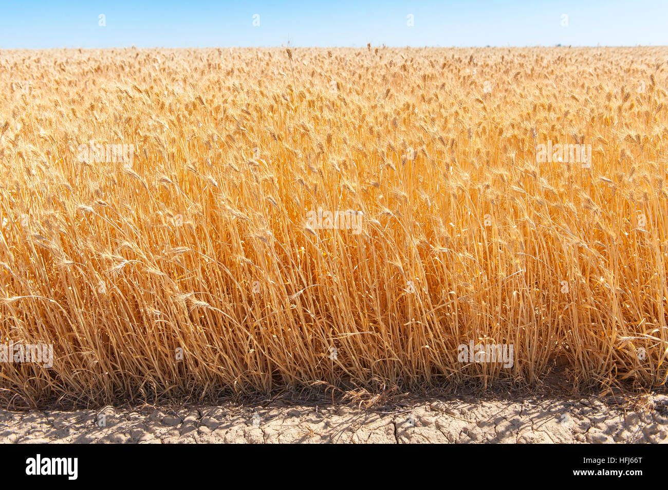Wheat harvest in Eastern Washington state. Fields of golden grain are ...