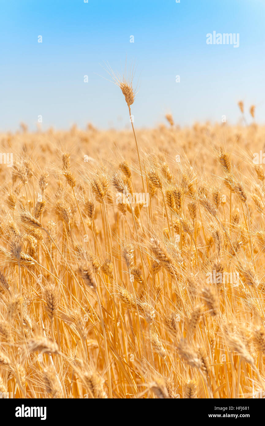 Wheat harvest in Eastern Washington state. Fields of golden grain are ...