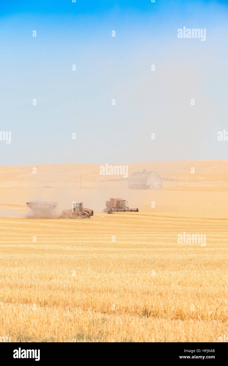 Wheat harvest in Eastern Washington state. Fields of golden grain are ...