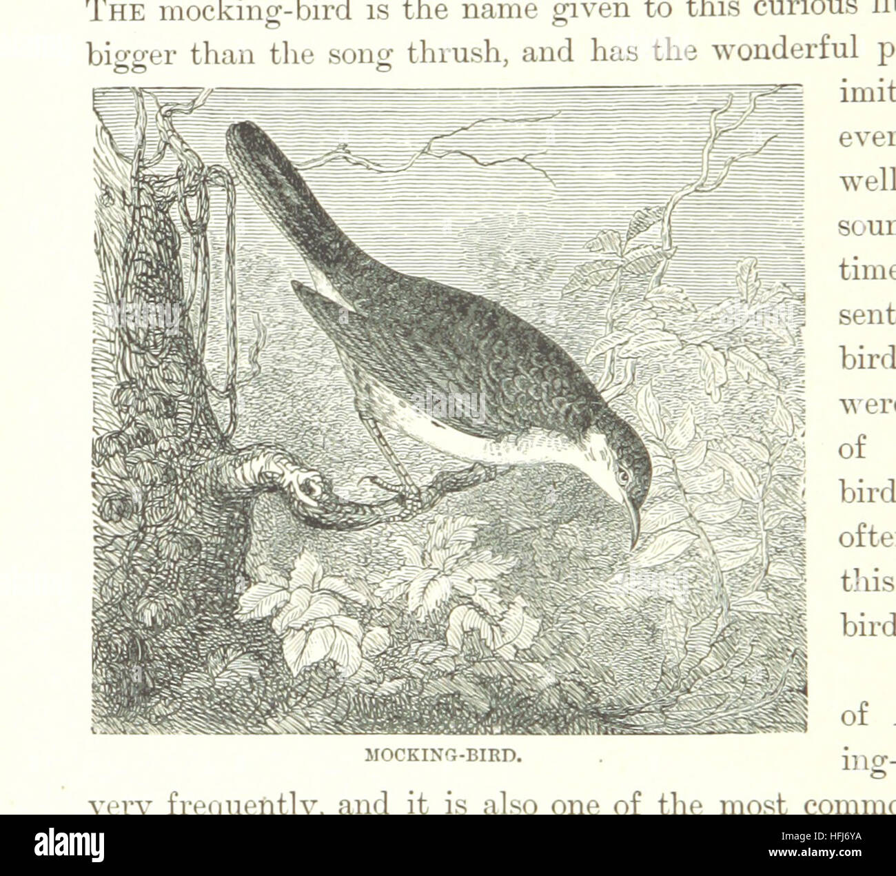 Image from 'Wonderland, or, Curiosities of Nature and Art' showcasing ...
