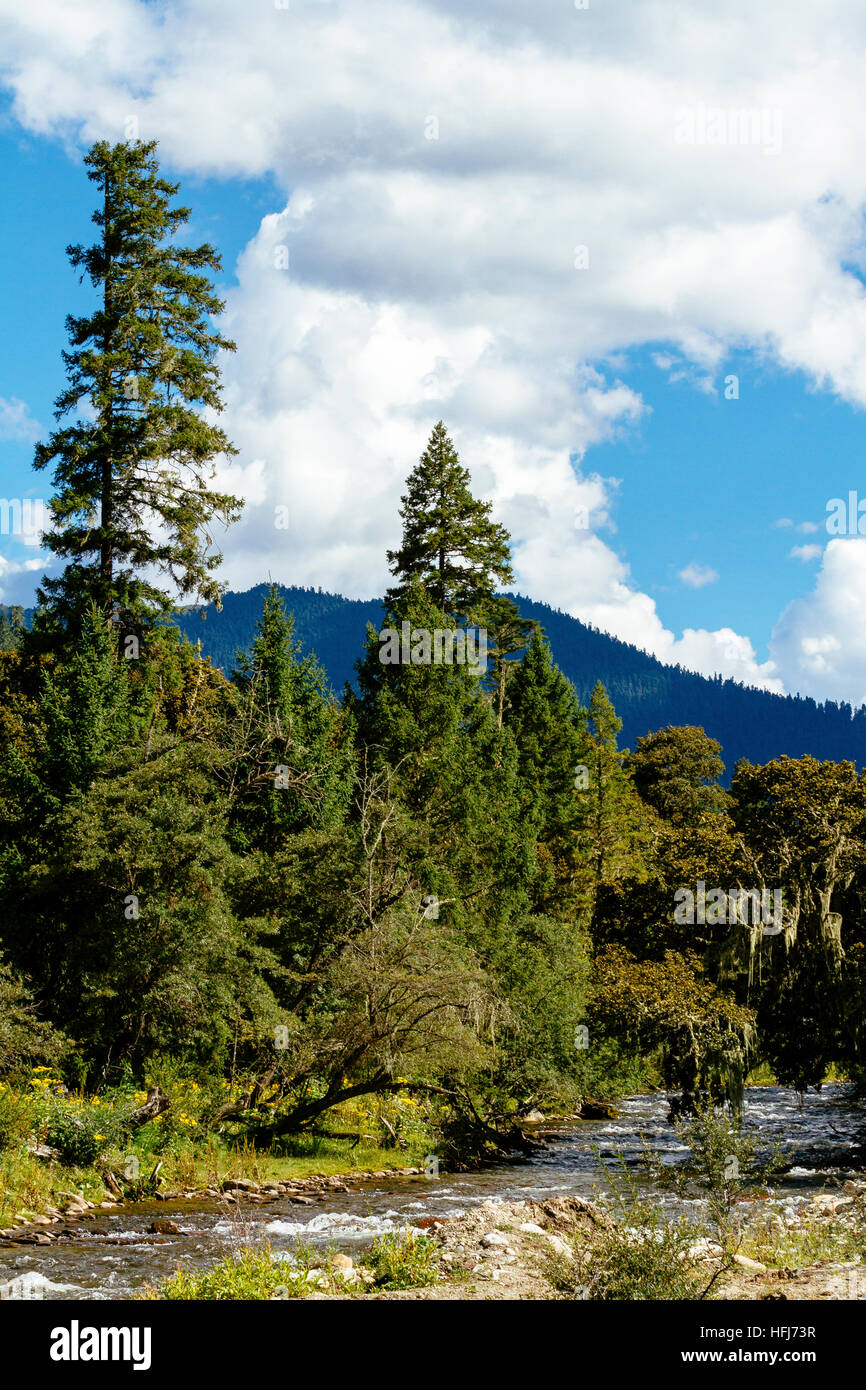 Sky tibet tree hi-res stock photography and images - Alamy