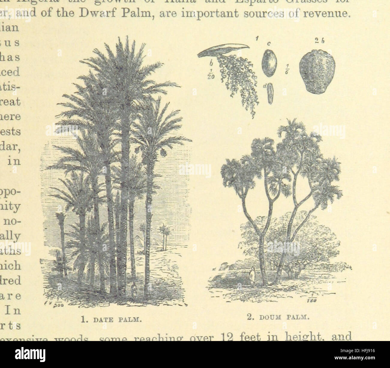 This image from 'The World's Inhabitants' offers a depiction of diverse ...