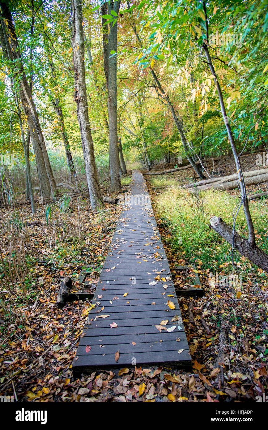 Wooden Walkway Path Through Woods Stock Photo - Alamy