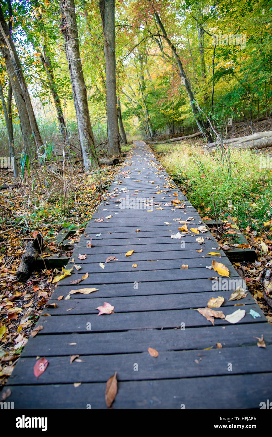 Wooden Walkway Path Through Woods Stock Photo - Alamy