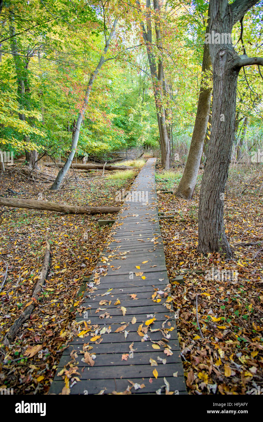 Wooden Walkway Path Through Woods Stock Photo - Alamy