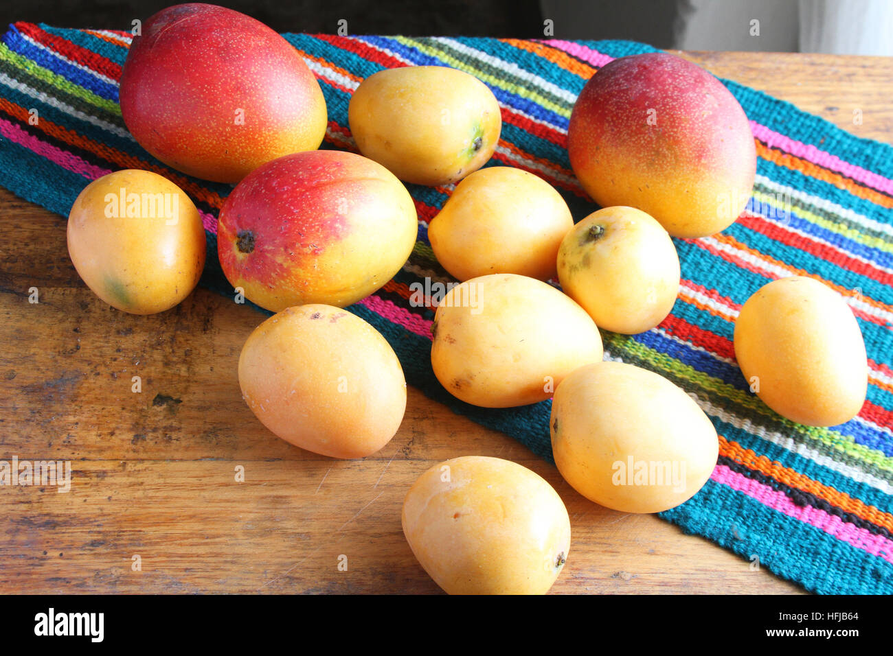 Two types of whole, ripe mangos with a colorful place mat on a table in ...