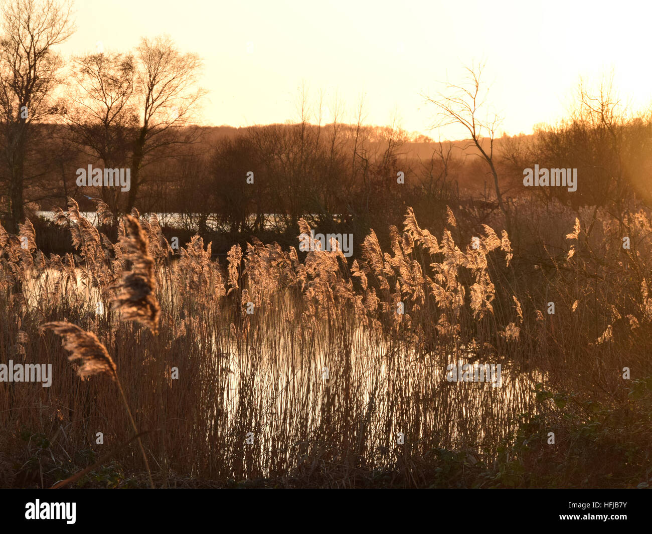 Sunset grass and vegetation at Avalon Marshes on the Somerset Levels ...