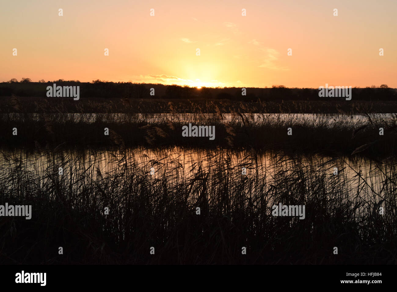 Sunset reedbeds at Avalon Marshes on the Somerset Levels Stock Photo ...