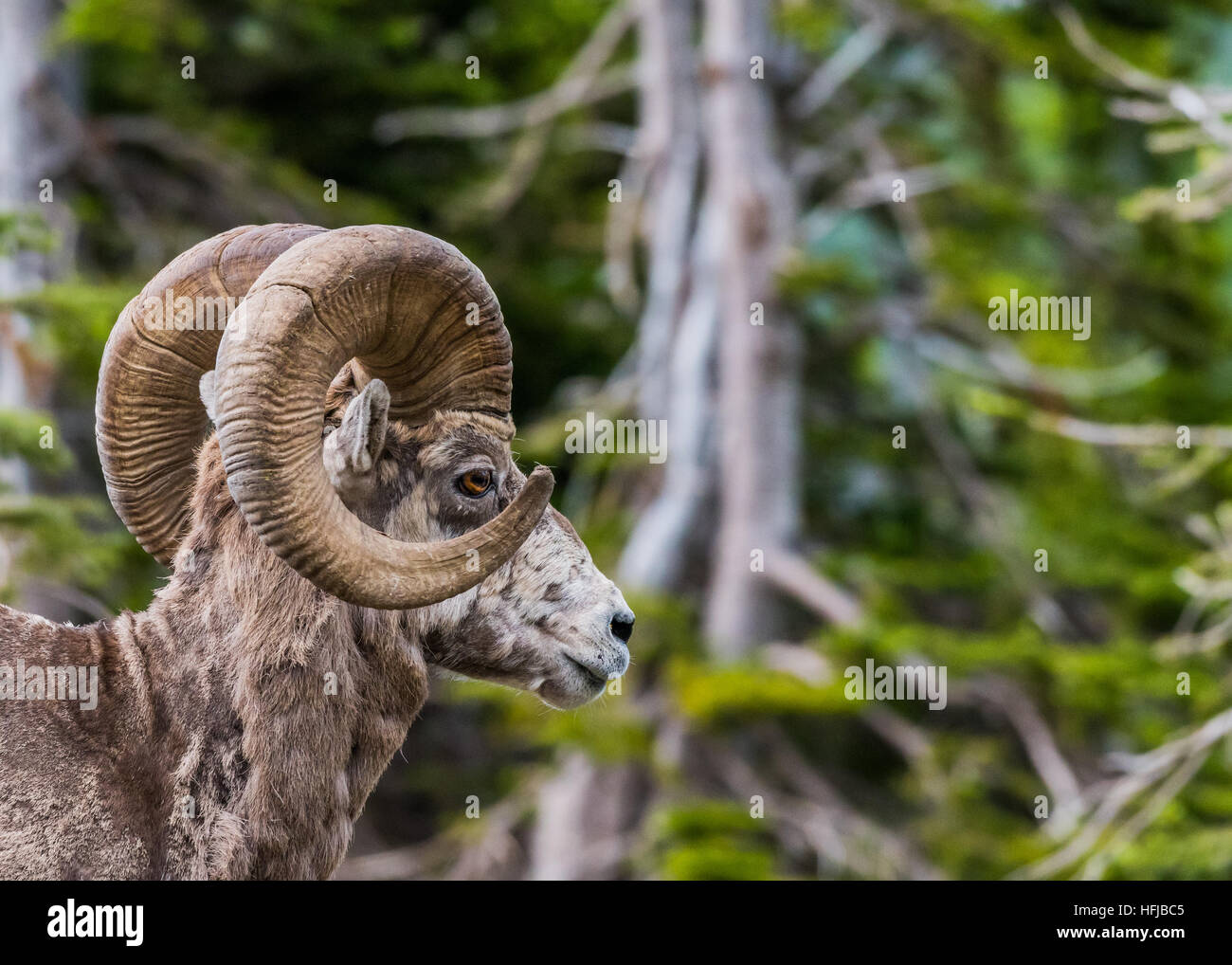 Sheep looking to the right hi-res stock photography and images - Alamy