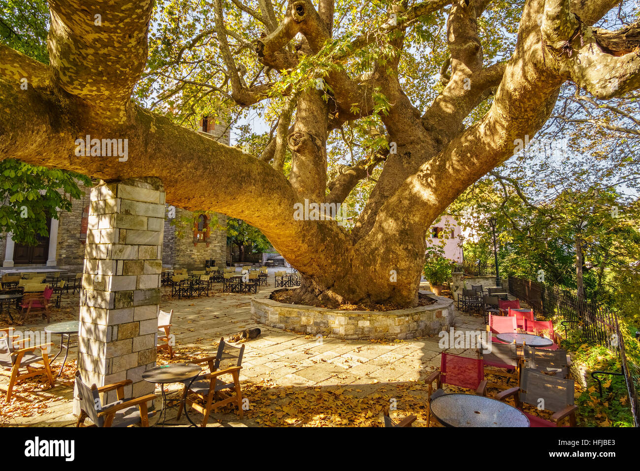 The oldest and biggest perennial plane tree in Europe is located in ...