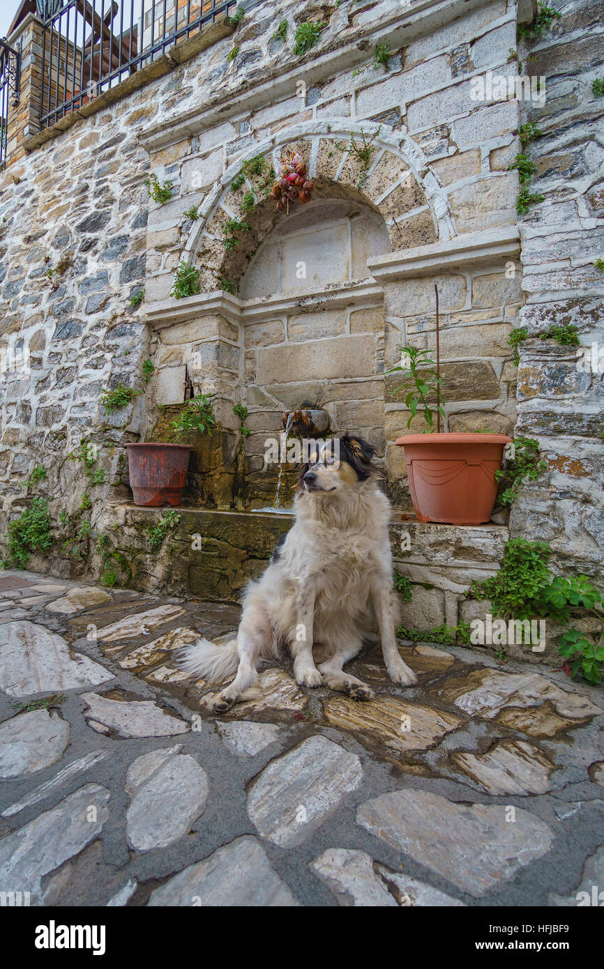 Portrait of a dog in a traditional Greek village Stock Photo - Alamy