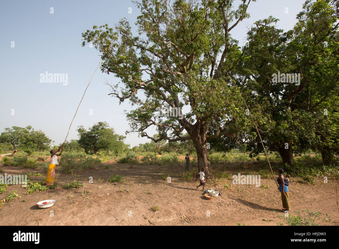 Mango tree in african village hi-res stock photography and images - Alamy