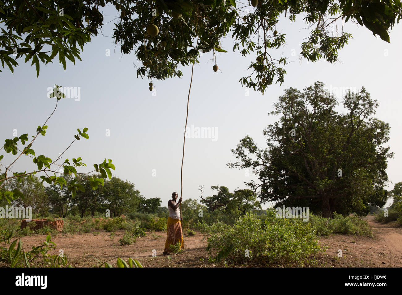 Mango tree hi-res stock photography and images - Alamy