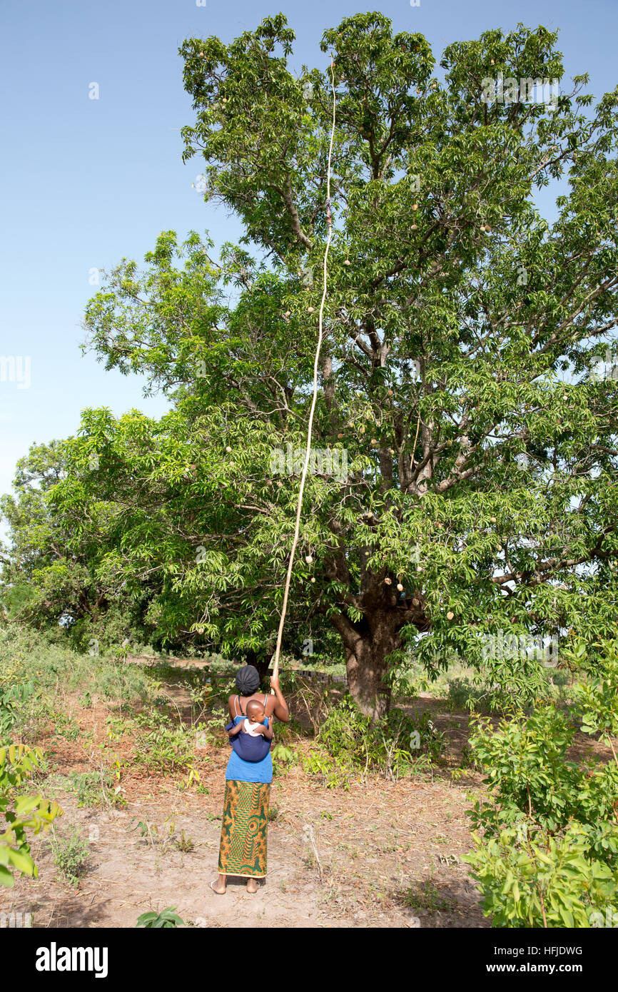 Mango tree in african village hi-res stock photography and images - Alamy