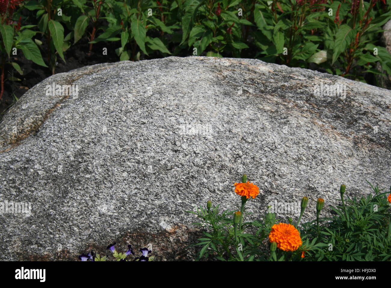 Marigold flower with stone Stock Photo - Alamy