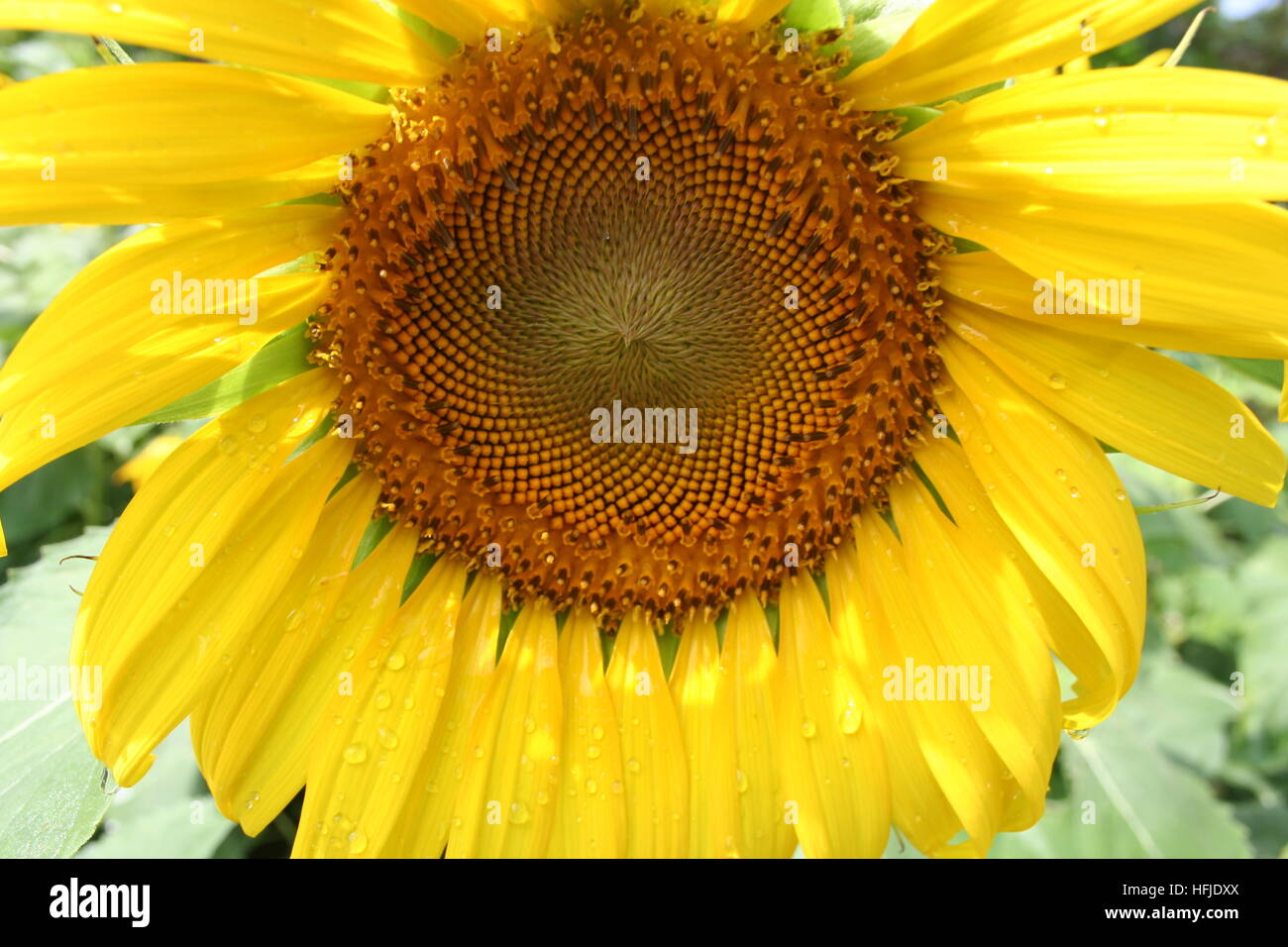 close up sunflower with water drops Stock Photo - Alamy