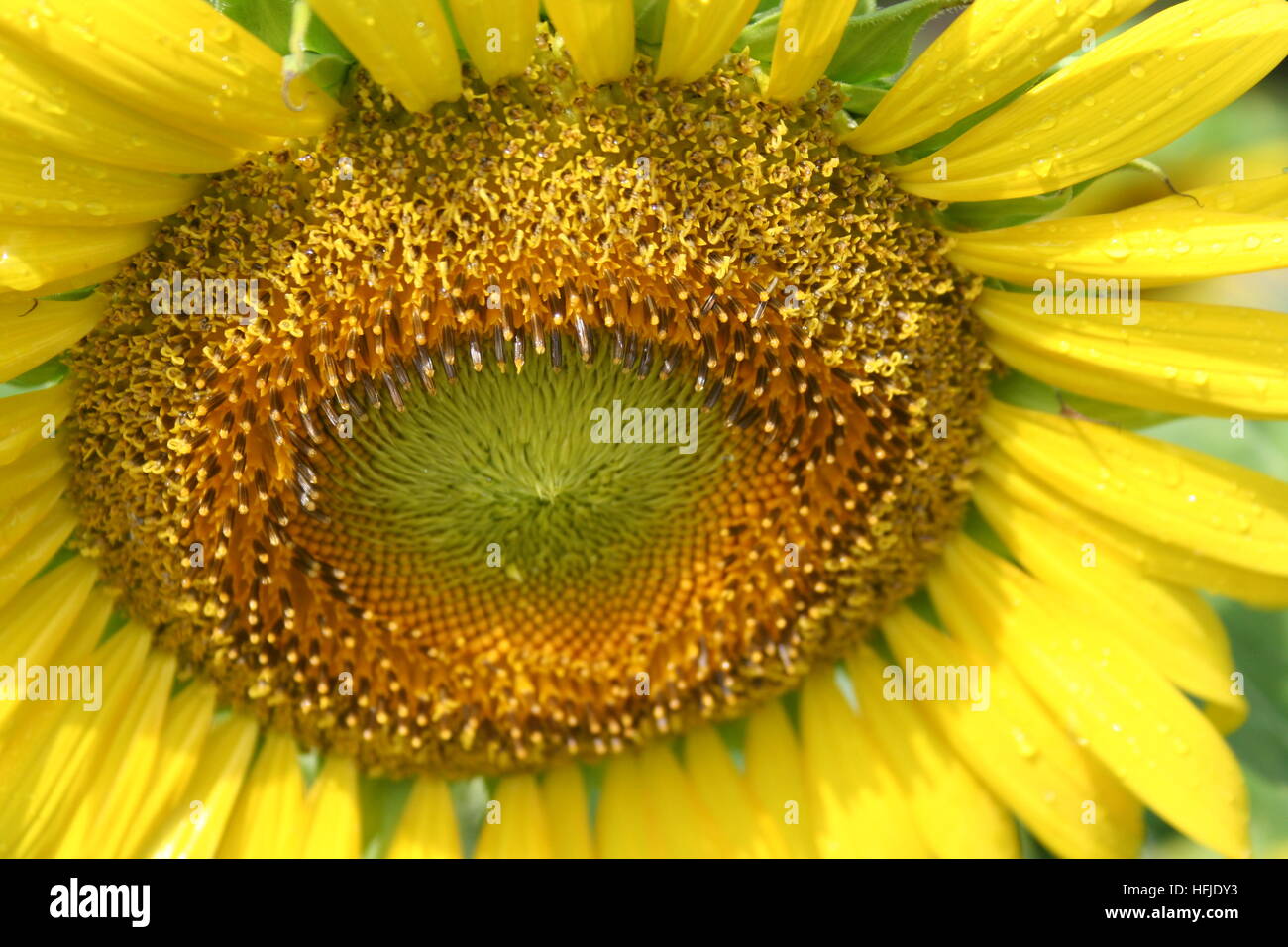close up sunflower with water drops Stock Photo - Alamy