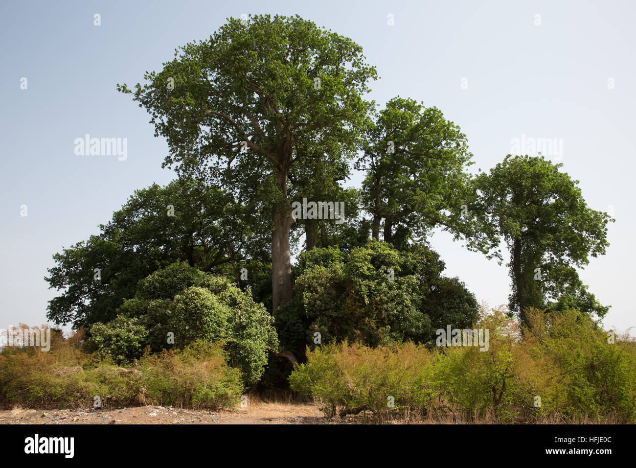 Animism tree hi-res stock photography and images - Alamy