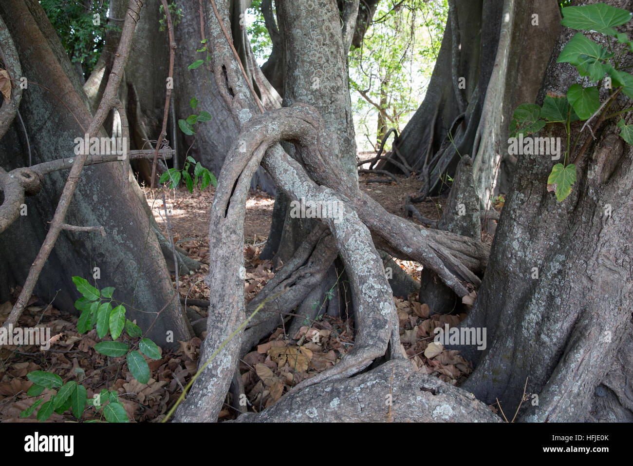 Kapok tree africa hi-res stock photography and images - Alamy