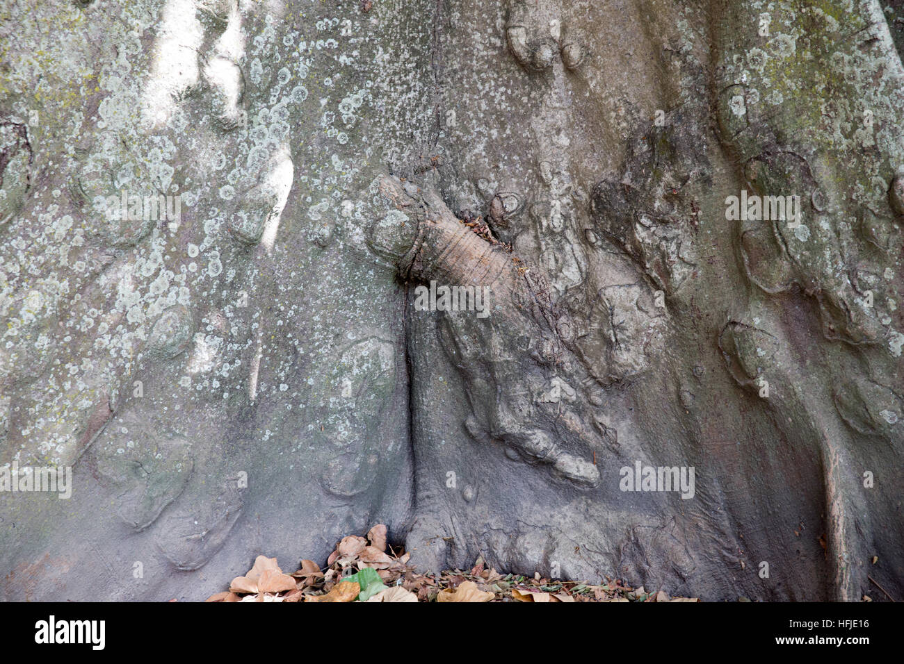 Baro village, Guinea, 1st May 2015: This small copse of ancient ...