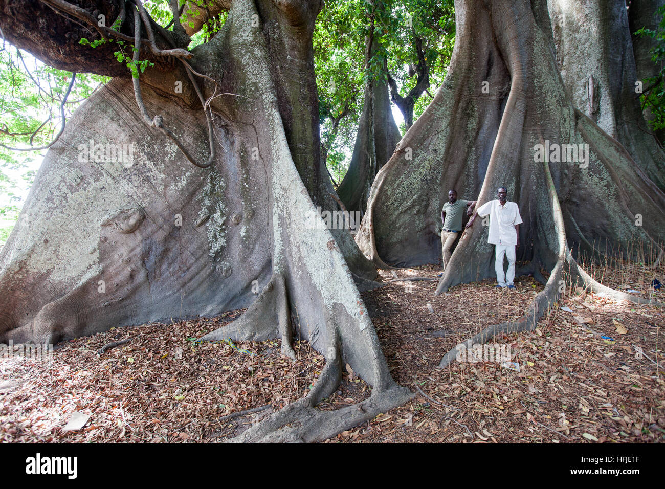 Ceiba Pentandra Africa High Resolution Stock Photography and Images - Alamy