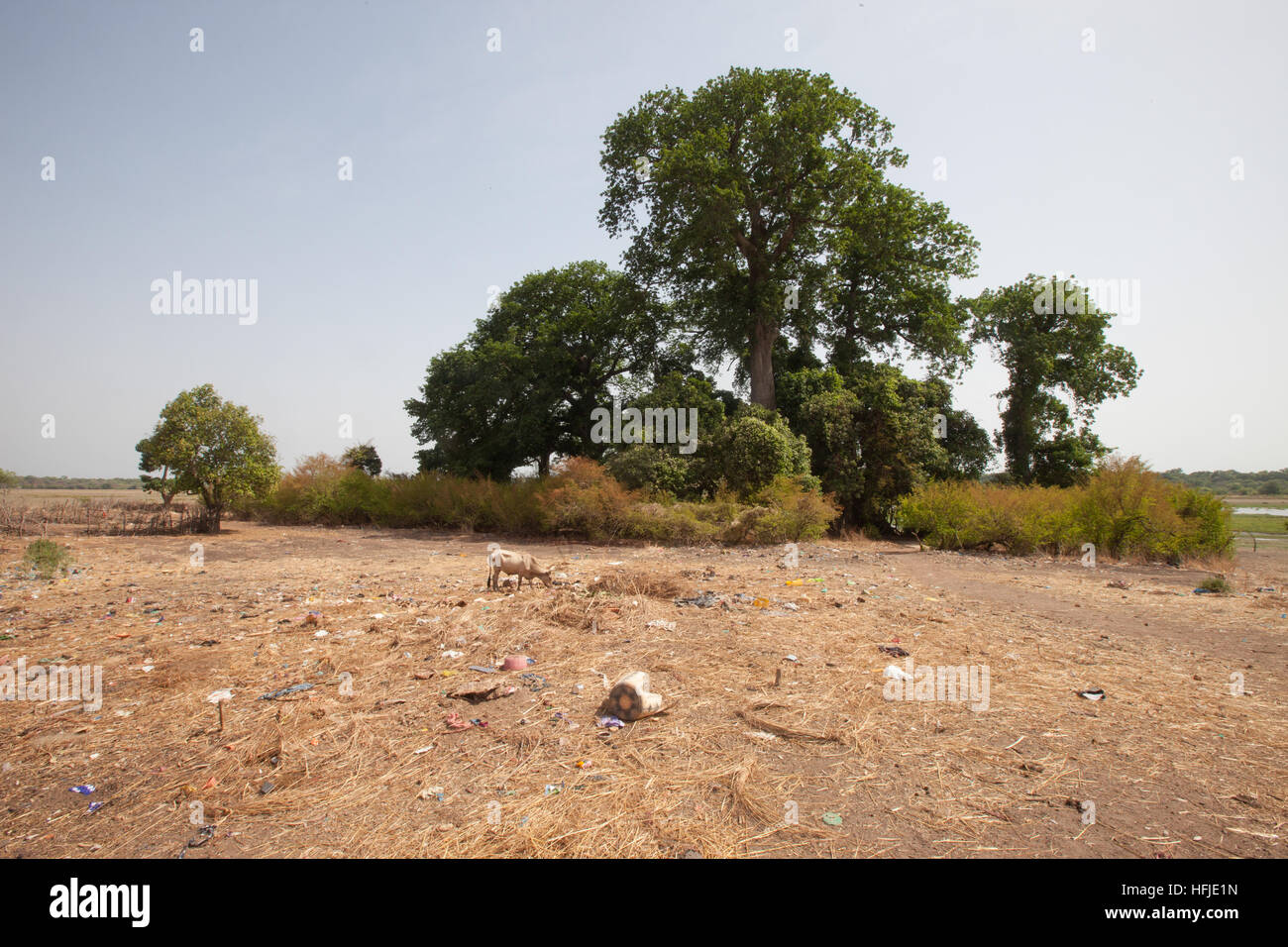 Animism tree hi-res stock photography and images - Alamy