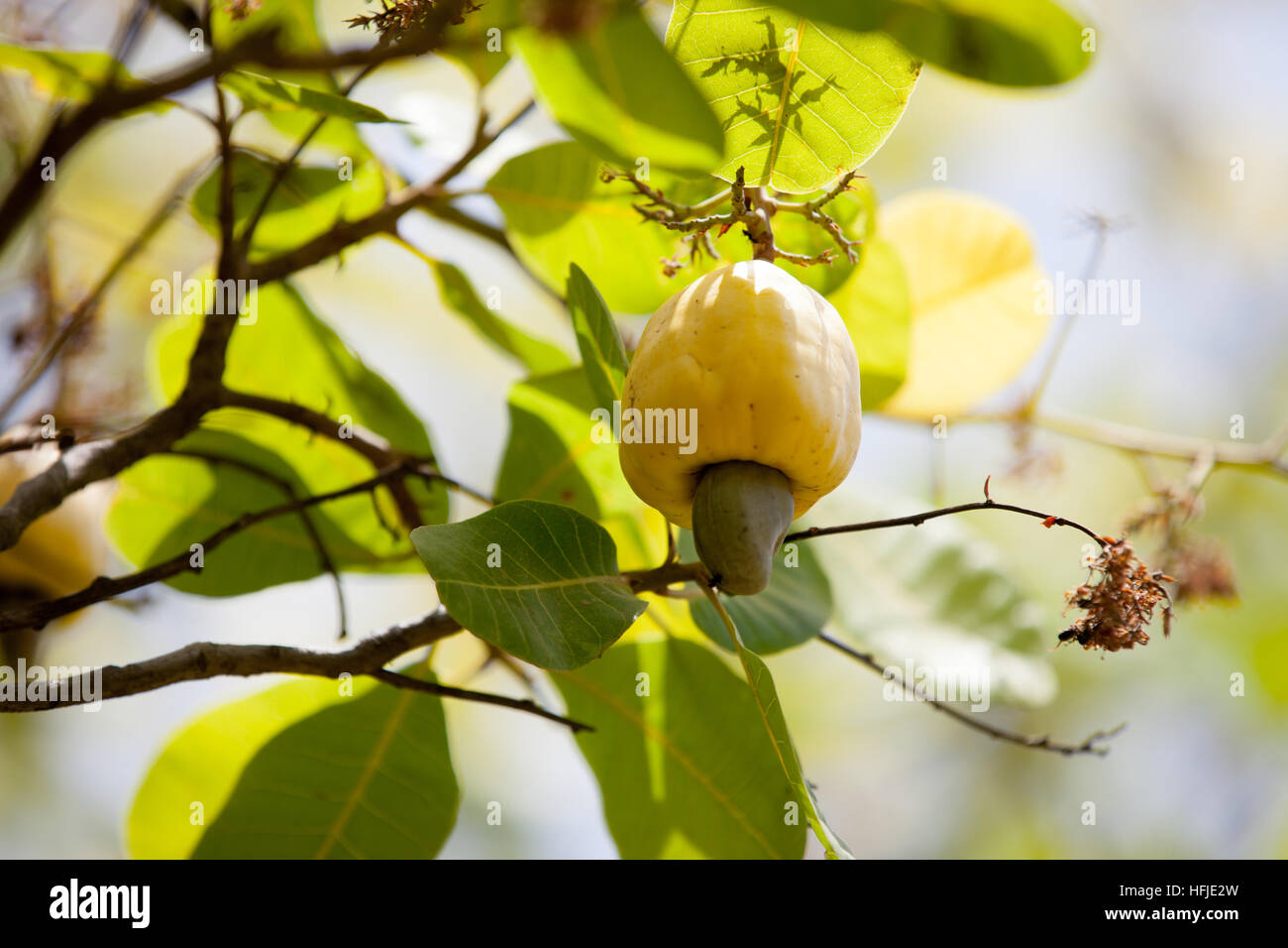 Baro village, Guinea, 1st May 2015: Madou Conde, 53, planted these ...