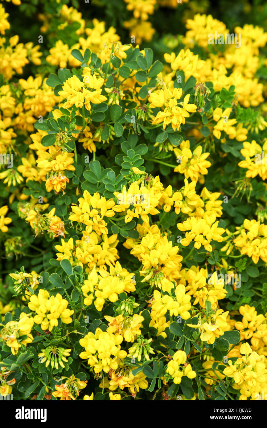 Hippocrepis yellow vetch hi-res stock photography and images - Alamy