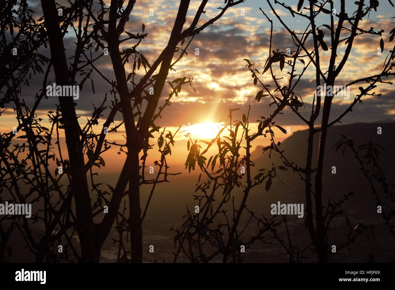 Almond tree france hi-res stock photography and images - Alamy
