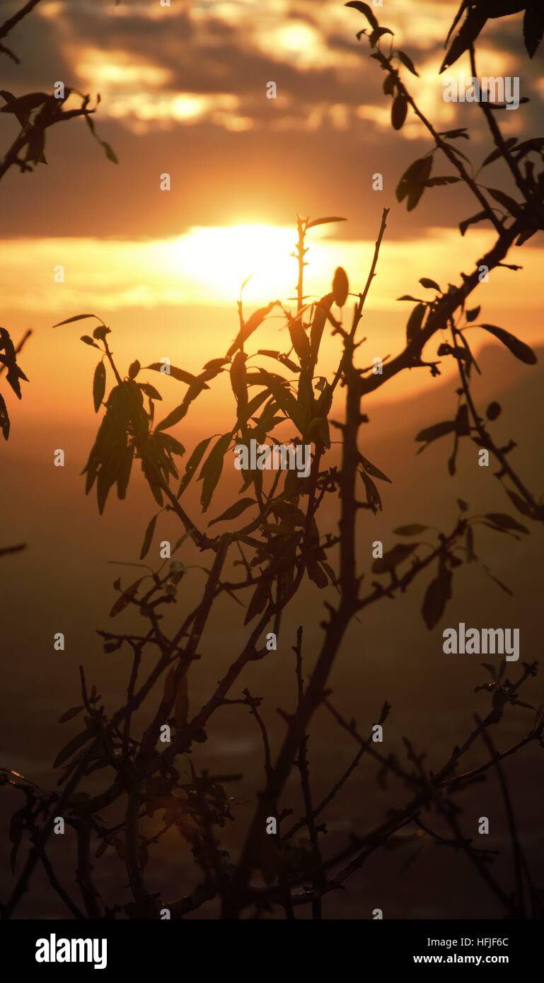 Almond tree france hi-res stock photography and images - Alamy