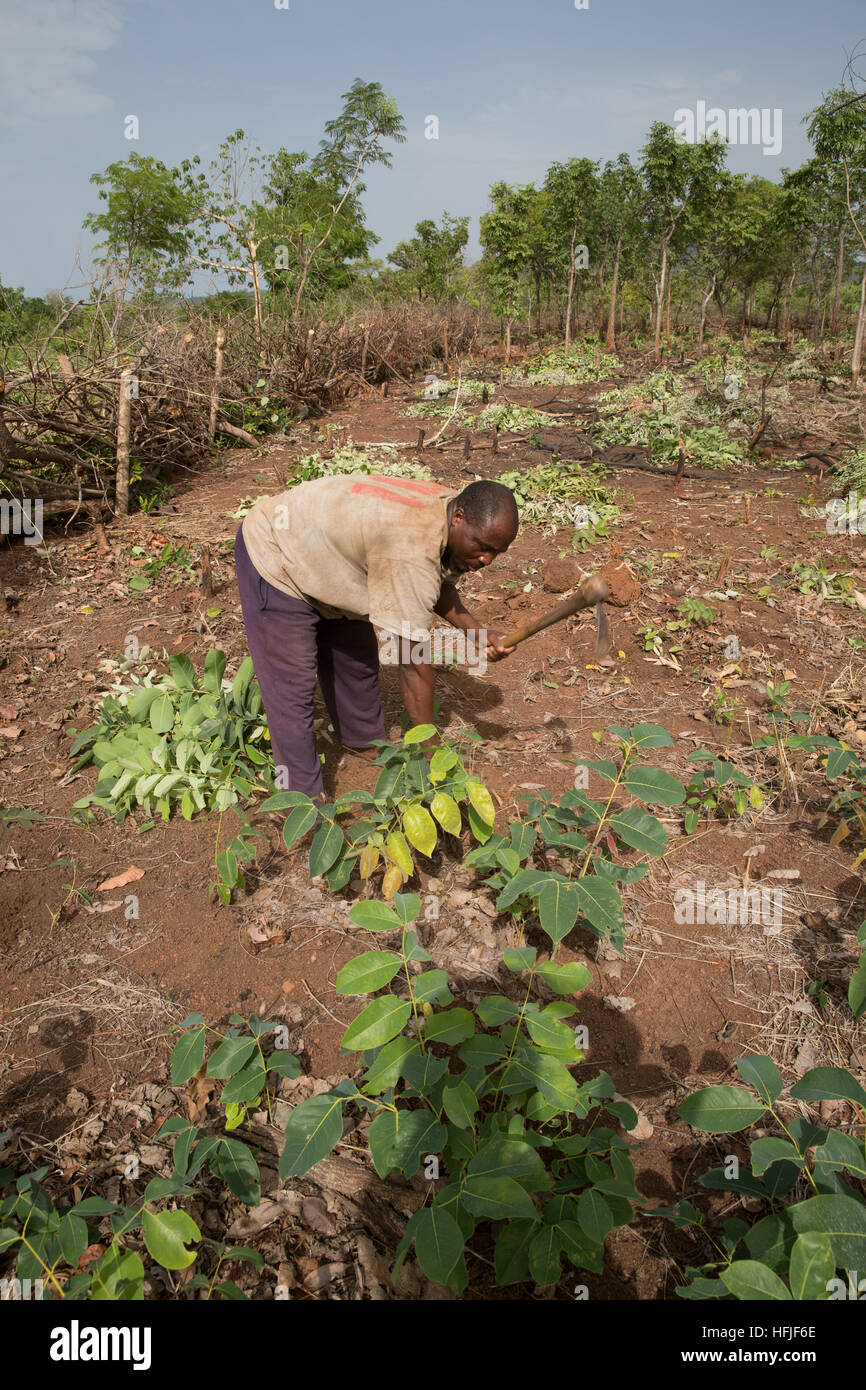 Koumban village, Guinea, 2nd May 2015; Alama Sékou Condé, 48, is ...