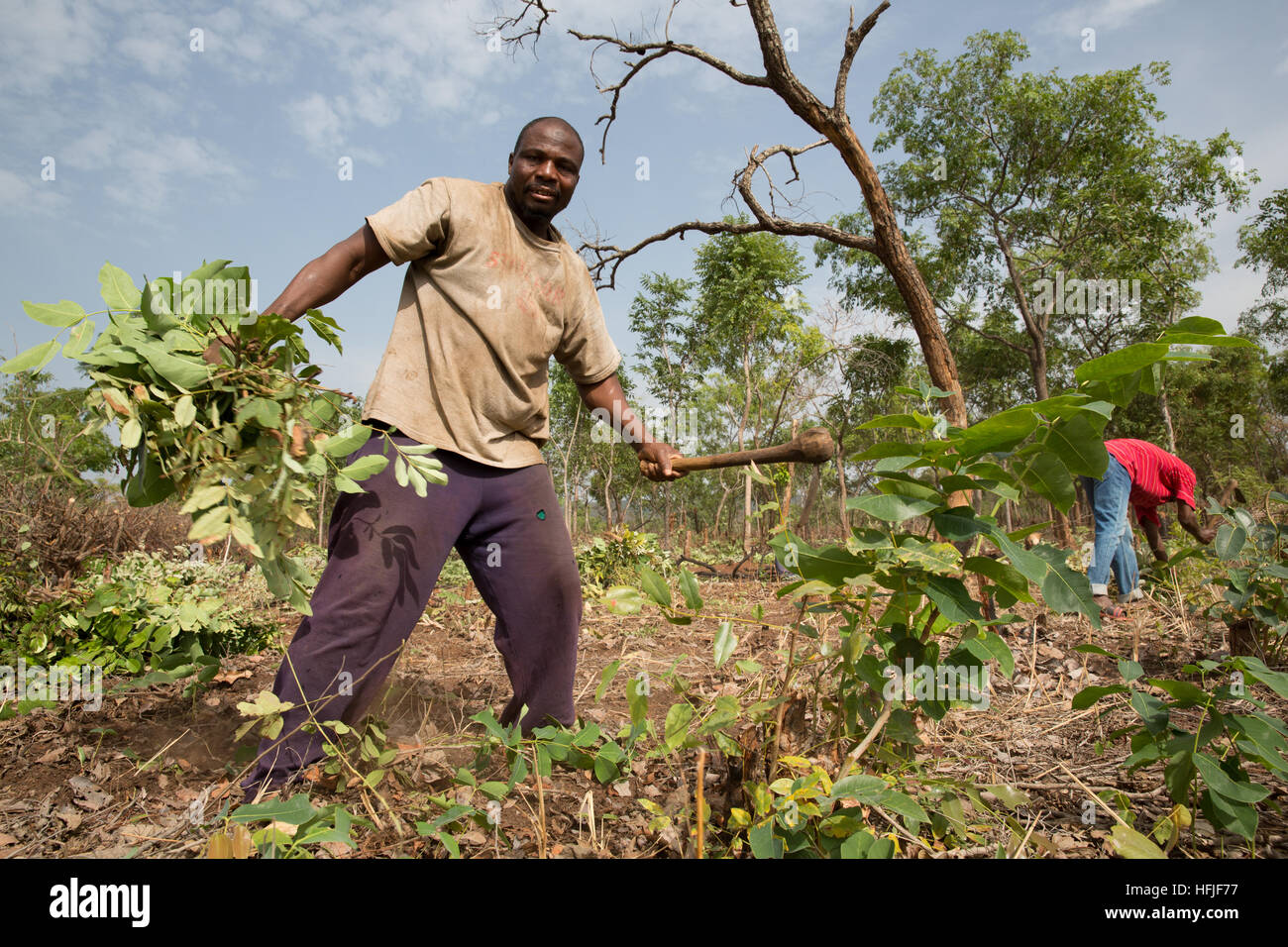 Koumban village, Guinea, 2nd May 2015; Alama Sékou Condé, 48, is ...