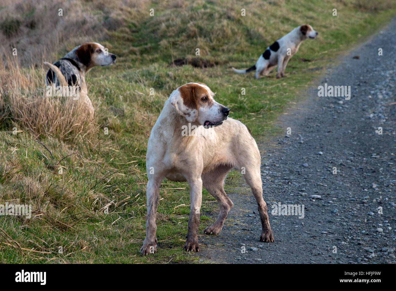Beagles hi-res stock photography and images - Alamy