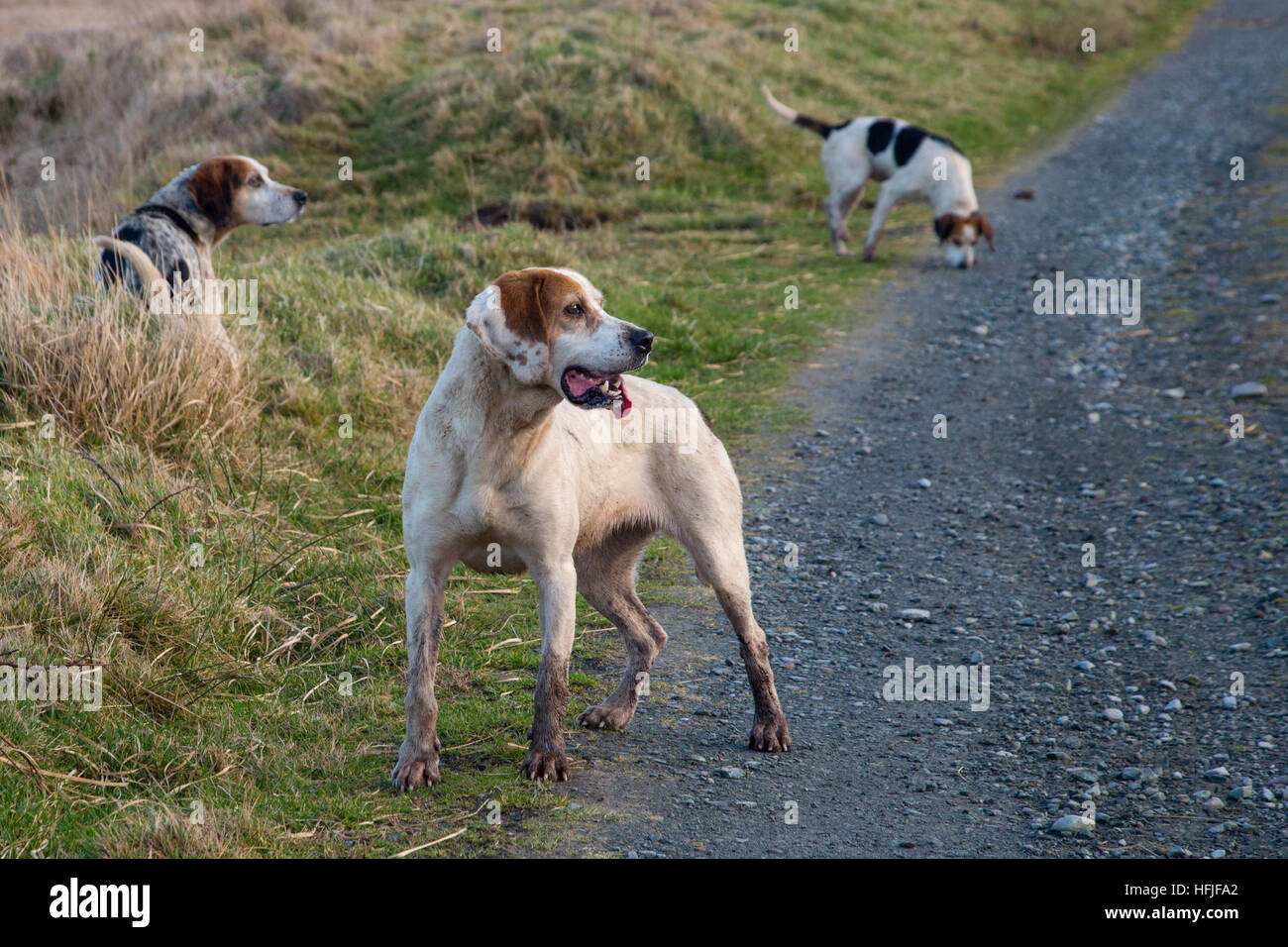 Beagle farming hi-res stock photography and images - Alamy