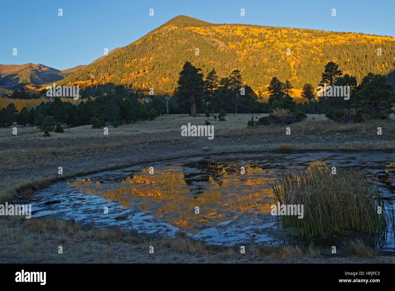 Tom lockett hi-res stock photography and images - Alamy