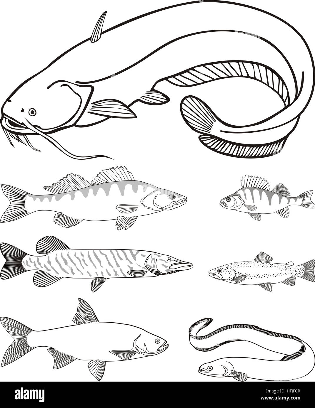 Predatory freshwater fish Stock Photo - Alamy